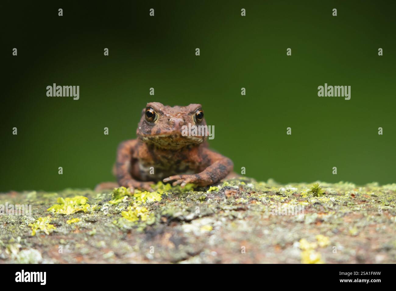 Common toad (Bufo bufo) juvenile baby amphibian on a fallen tree log ...