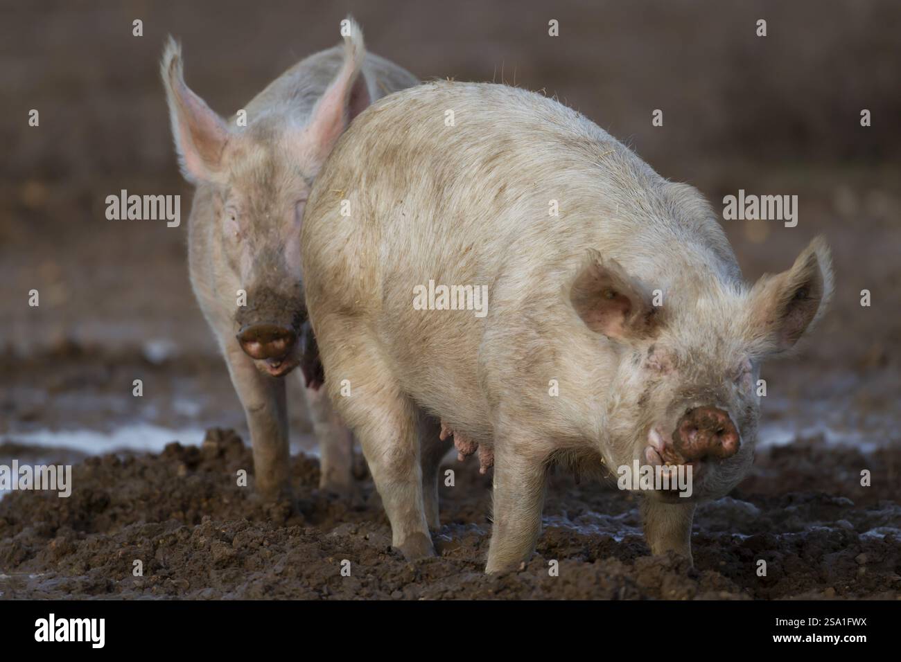 Domestic pig (Sus scrofa domesticus) two adult farm animals standing in ...