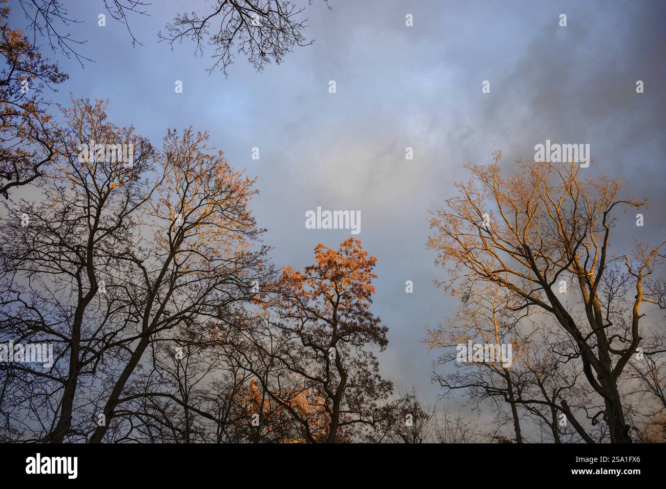 Spotlighted trees hi-res stock photography and images - Alamy