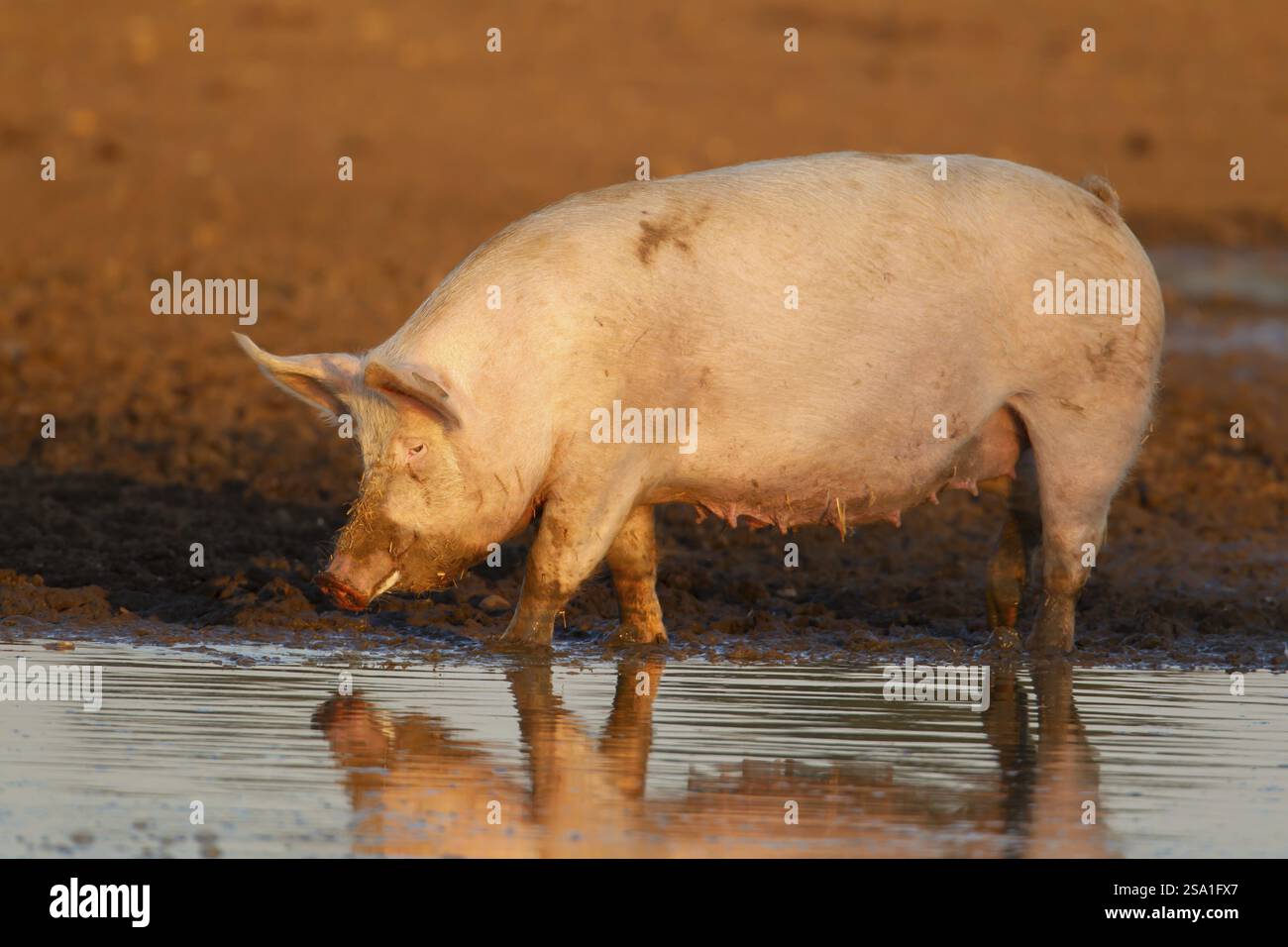 Domestic pig (Sus scrofa domesticus) adult farm animal standing by a ...