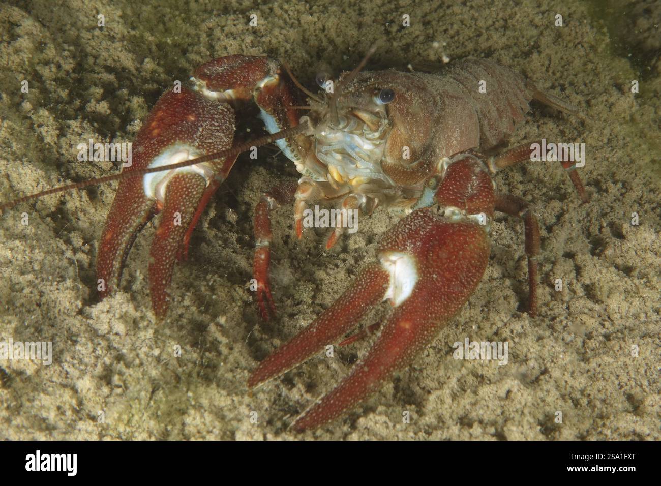 Crayfish with red claws, signal crayfish (Pacifastacus leniusculus ...