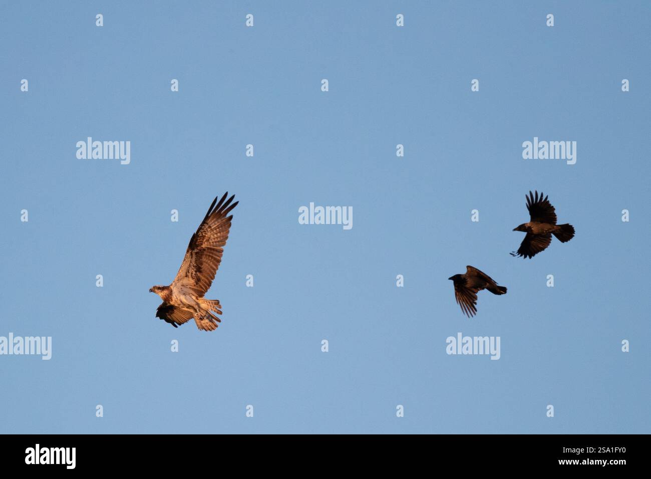 An osprey being teased by hooded crows, Mueritz region, Mecklenburg ...