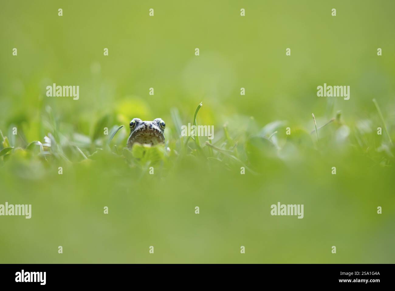 Common frog (Rana temporaria) juvenile baby amphibian walking through ...