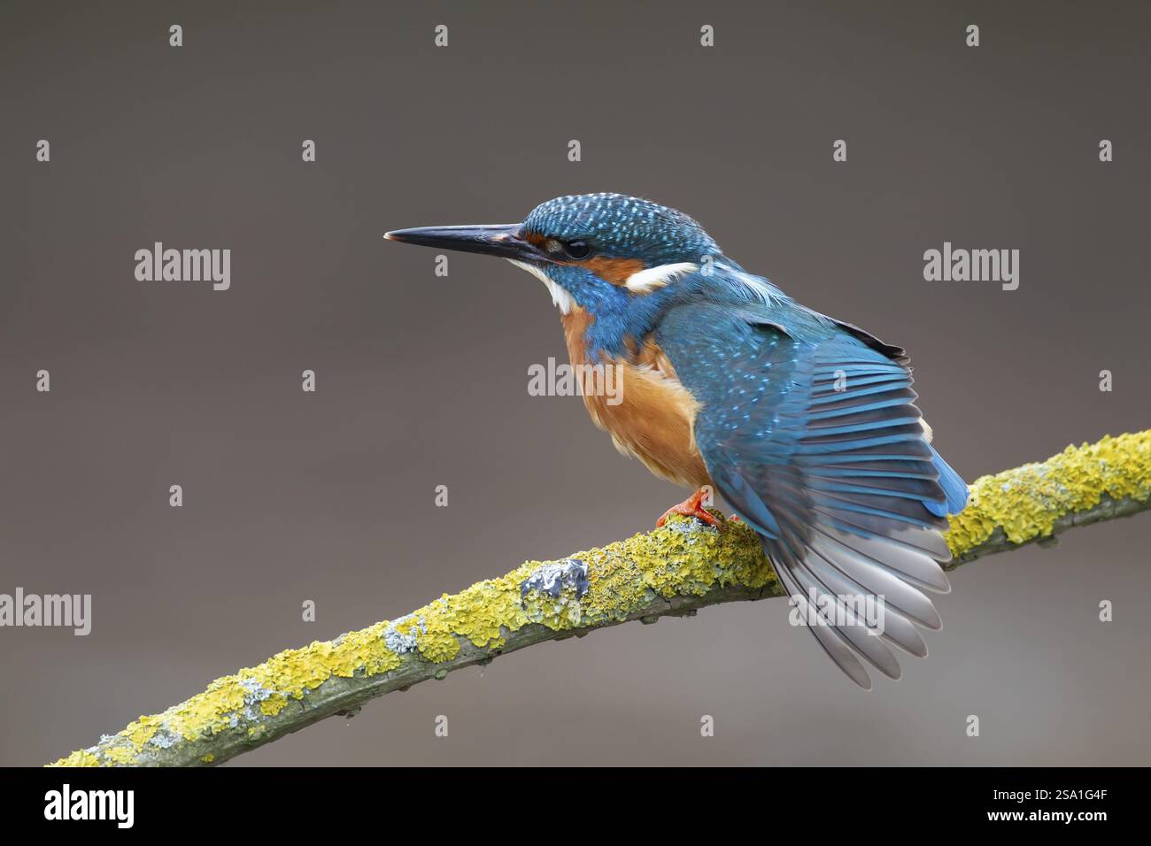 Common kingfisher (Alcedo atthis) adult male bird stretching its wing ...