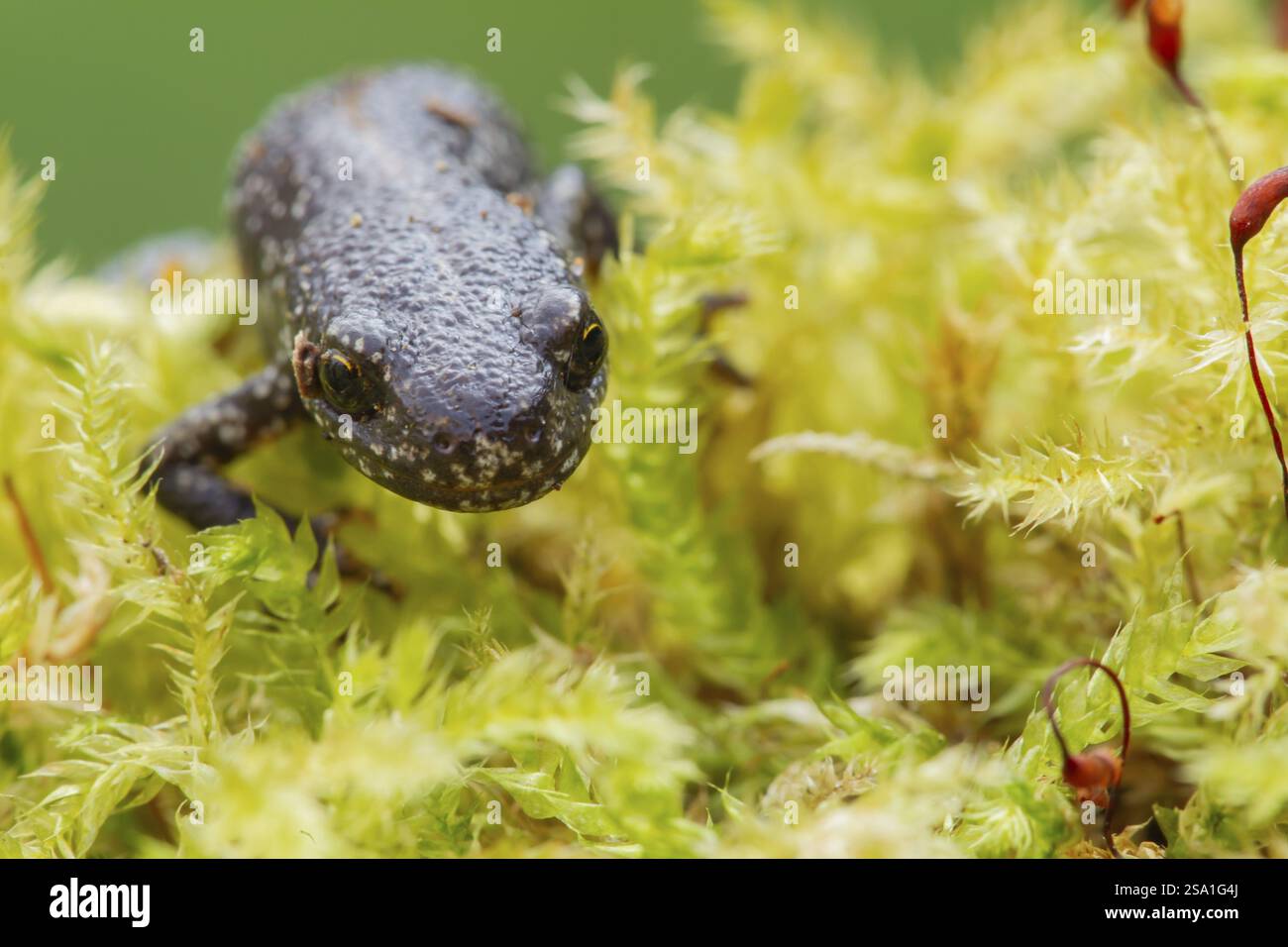 Smooth or Common newt (Lissotriton vulgaris) adult amphibian on moss ...
