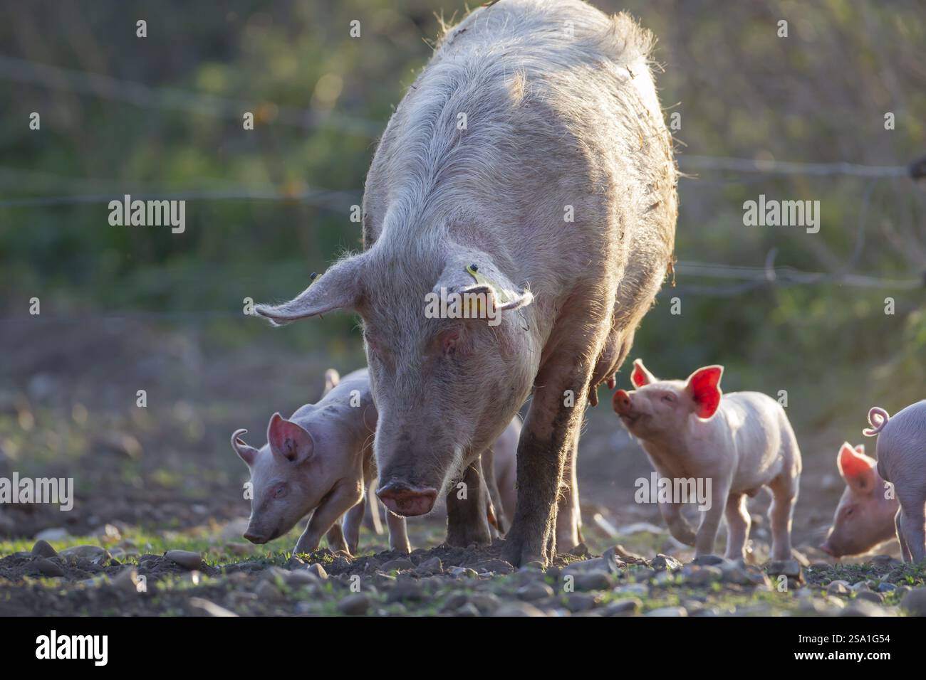 Domestic pig (Sus scrofa domesticus) adult mother and juvenile baby ...