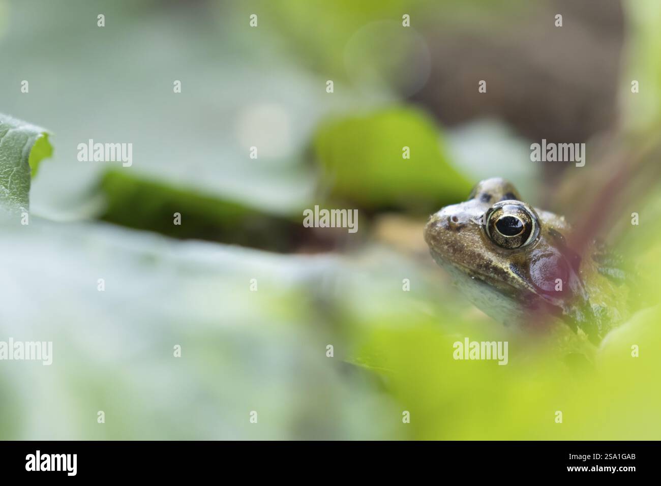 Common frog (Rana temporaria) adult amphibian in a garden vegetable ...