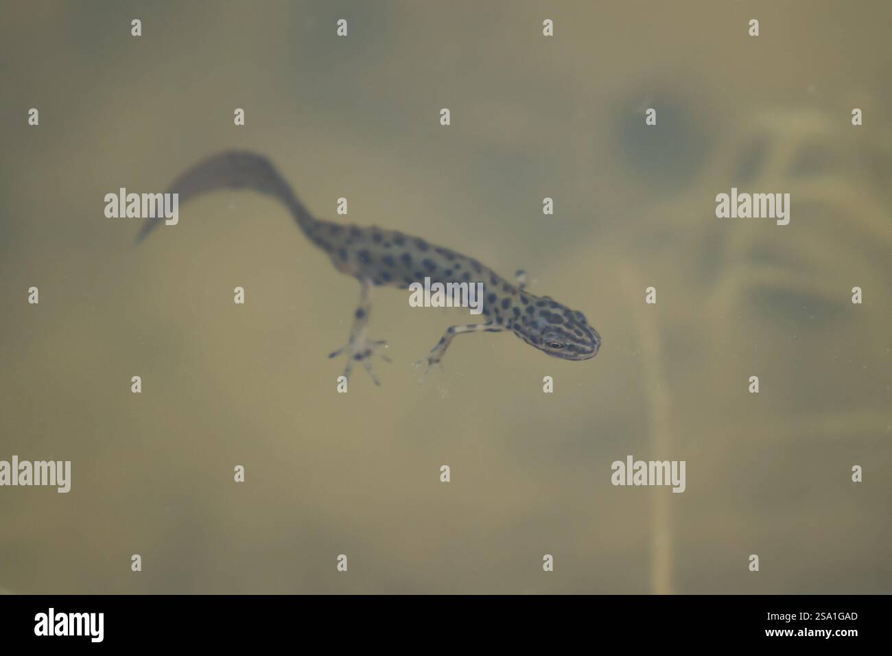 Smooth or Common newt (Lissotriton vulgaris) adult amphibian swimming ...