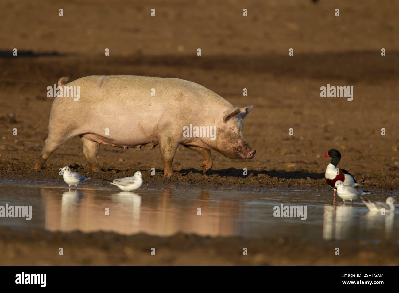 Domestic pig (Sus scrofa domesticus) adult farm animal in a muddy field ...