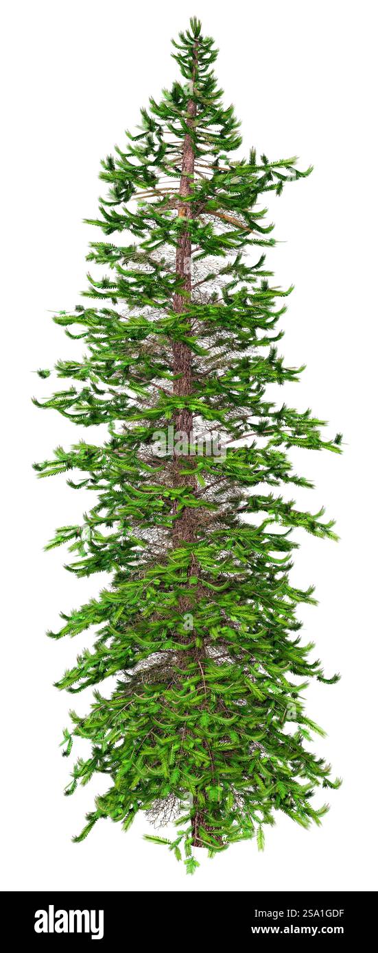3D rendering of a single green wollemi pine tree or Wollemia nobilis isolated on white ...