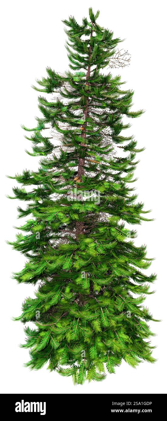 3D rendering of a single green wollemi pine tree or Wollemia nobilis isolated on white ...