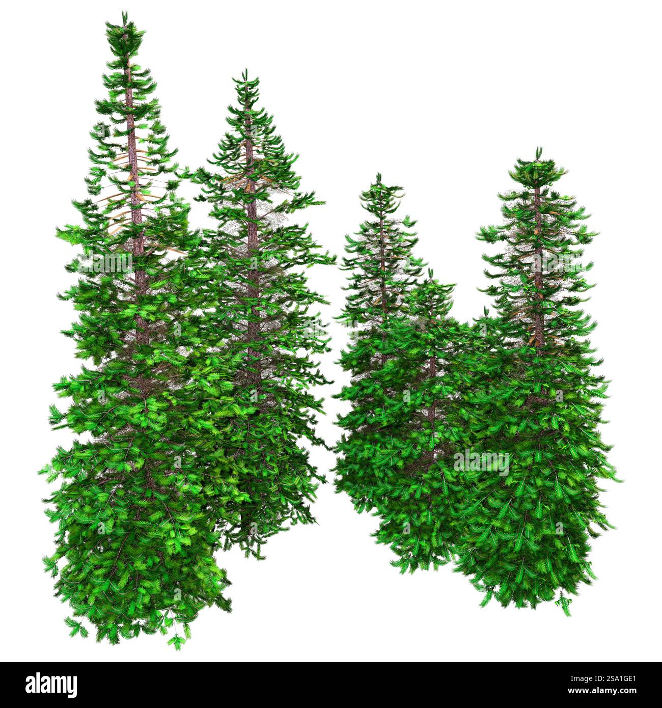 3D rendering of green wollemi pine trees or Wollemia nobilis isolated on white background Stock ...