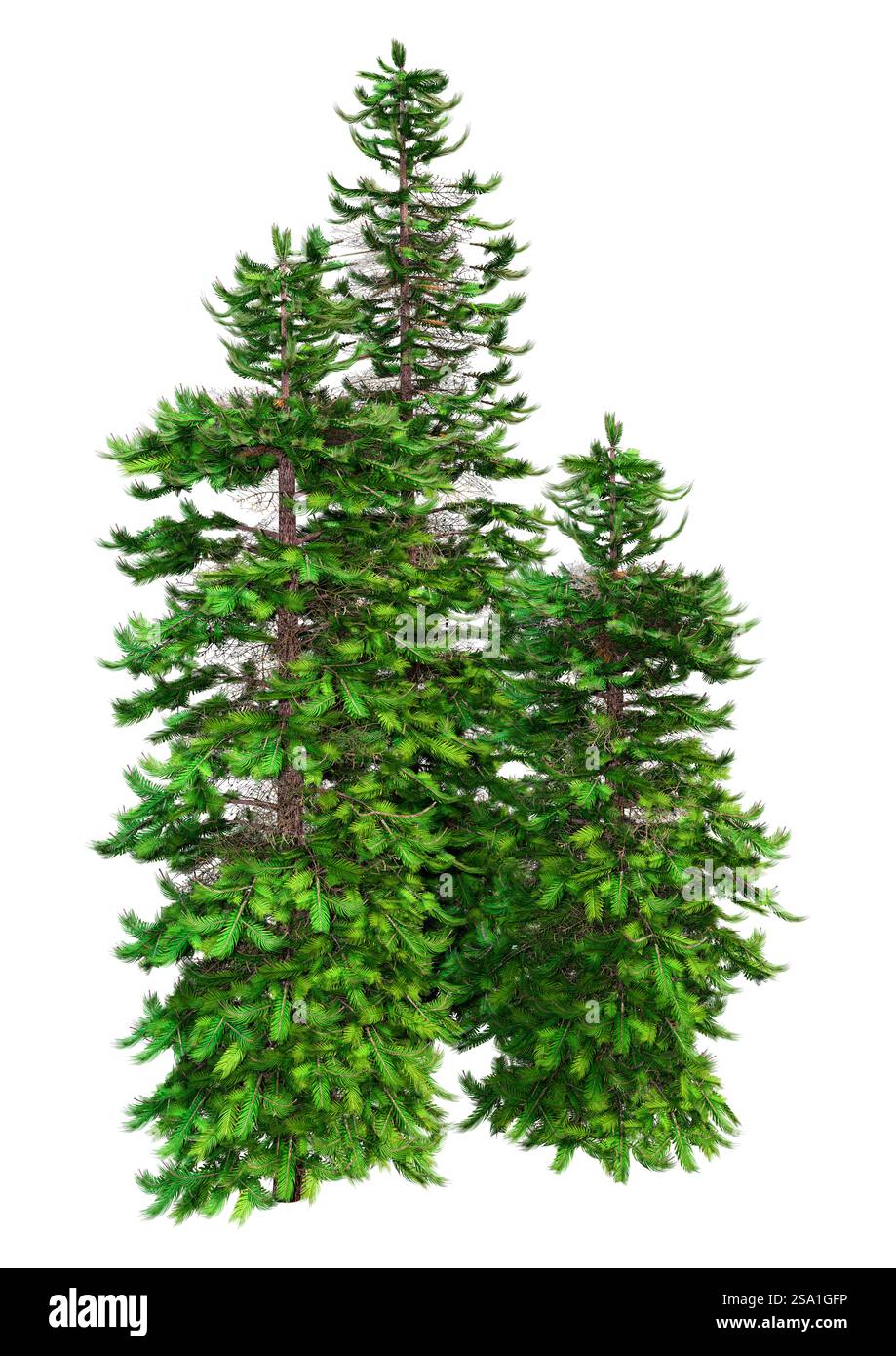 3D rendering of green wollemi pine trees or Wollemia nobilis isolated on white background Stock ...