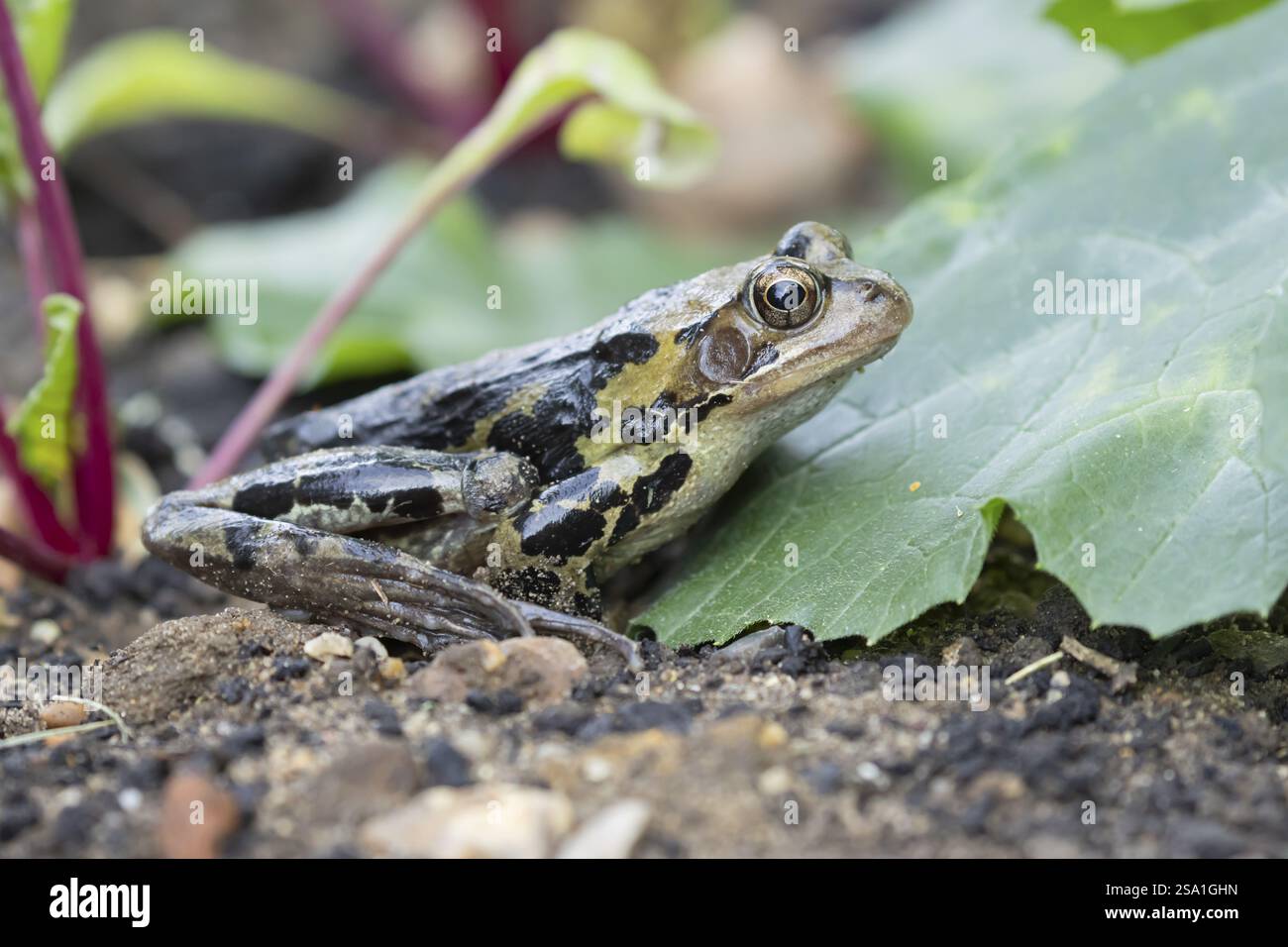 Common frog (Rana temporaria) adult amphibian in a garden vegetable ...