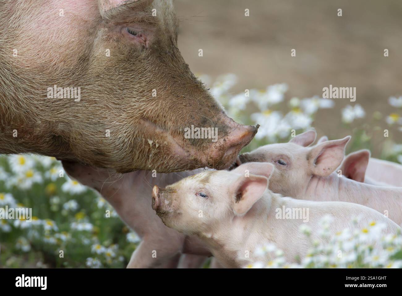 Domestic pig (Sus scrofa domesticus) adult mother and juvenile baby ...