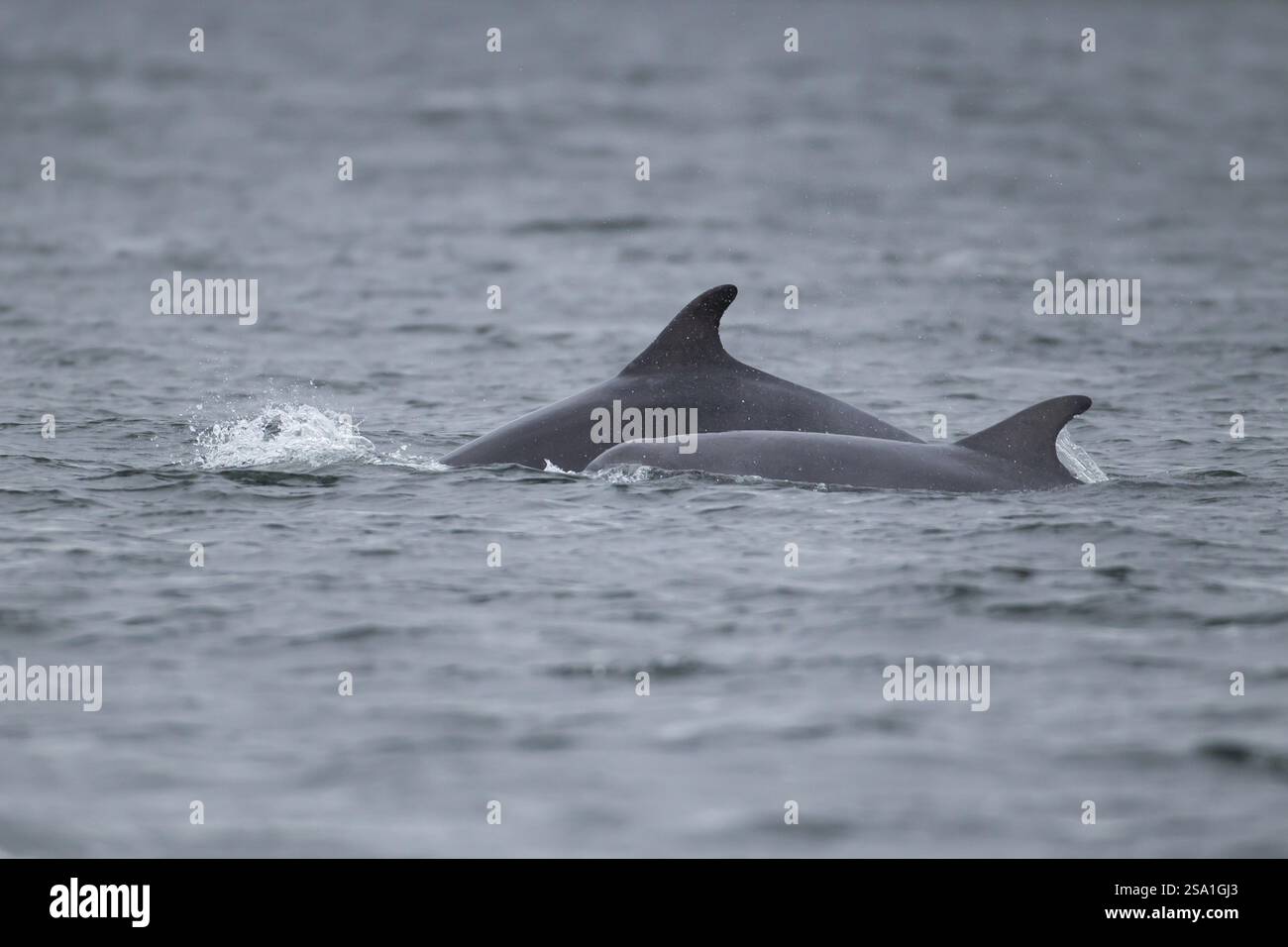 Common bottlenose dolphin (Tursiops truncatus) two adult marine mammals ...