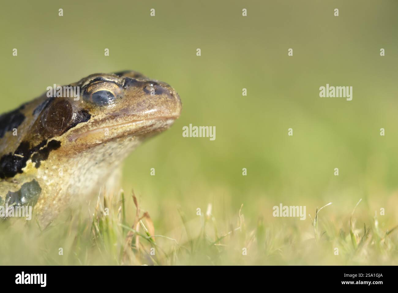 Common frog (Rana temporaria) adult amphibian closing its eyes on grass ...