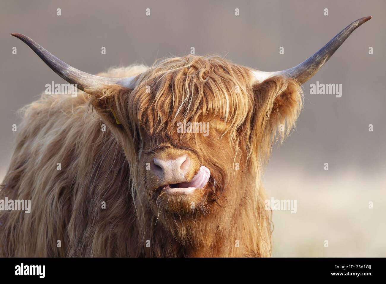 Highland cattle or cow (Bos taurus taurus) adult farm animal sticking ...