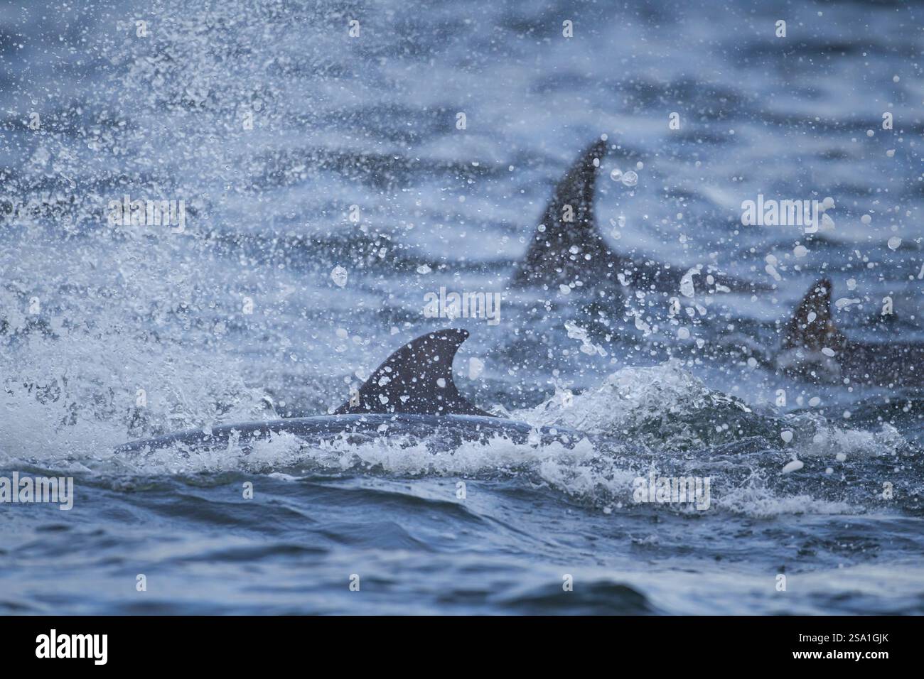 Common bottlenose dolphin (Tursiops truncatus) three adult marine ...