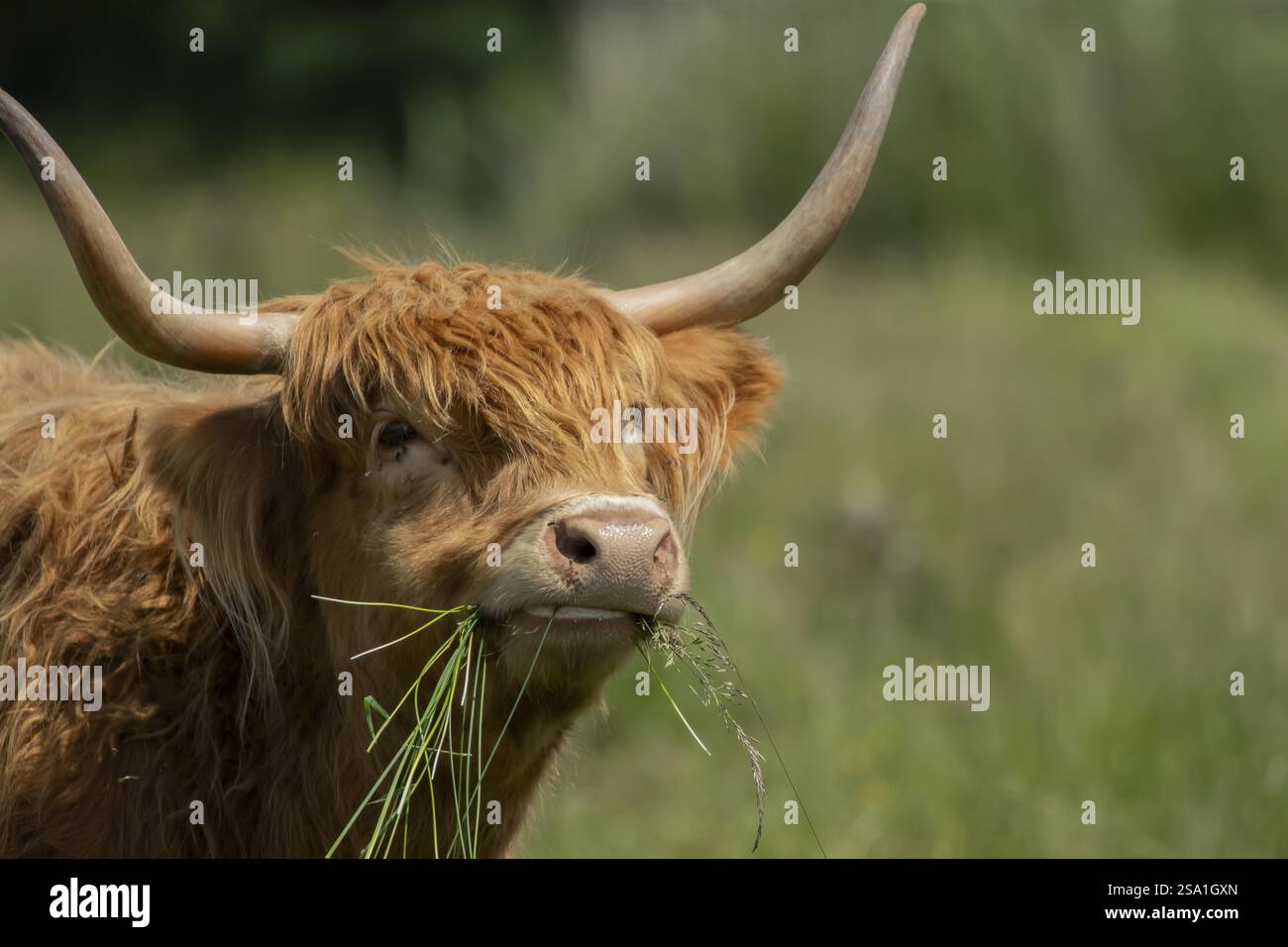 Highland cattle or cow (Bos taurus taurus) adult farm animal eating ...