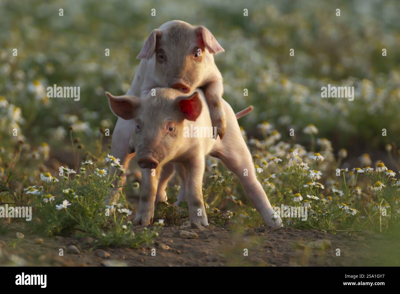 Domestic pig (Sus scrofa domesticus) two juvenile baby piglets farm ...