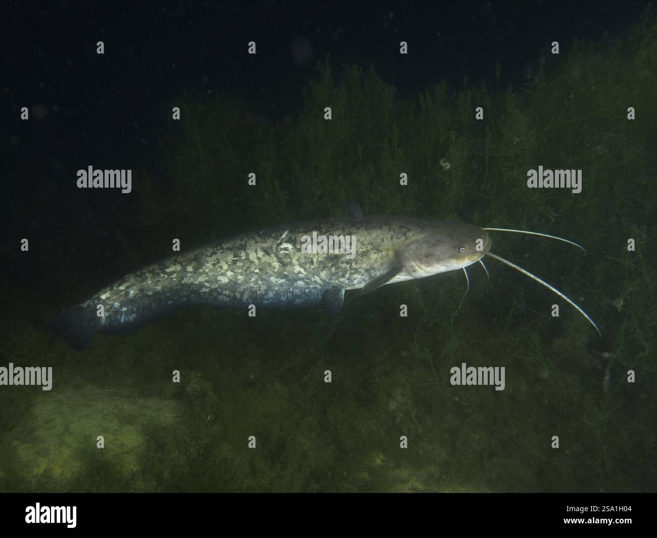 A catfish (Silurus glanis), Waller, swimming through the dark, algae ...