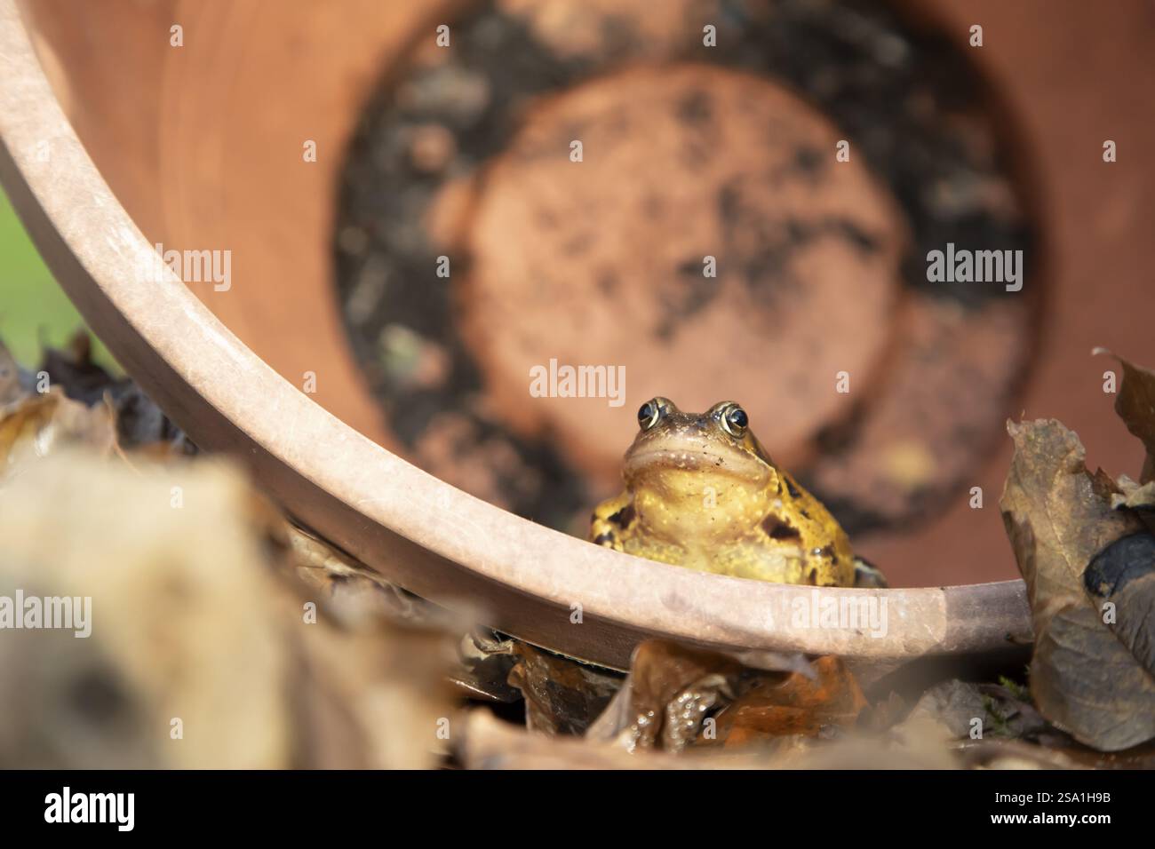 Common frog (Rana temporaria) adult amphibian in a garden plant pot on ...
