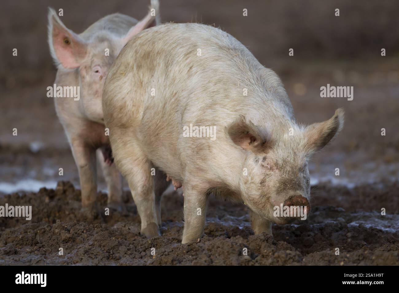 Domestic pig (Sus scrofa domesticus) two adult farm animals standing in ...