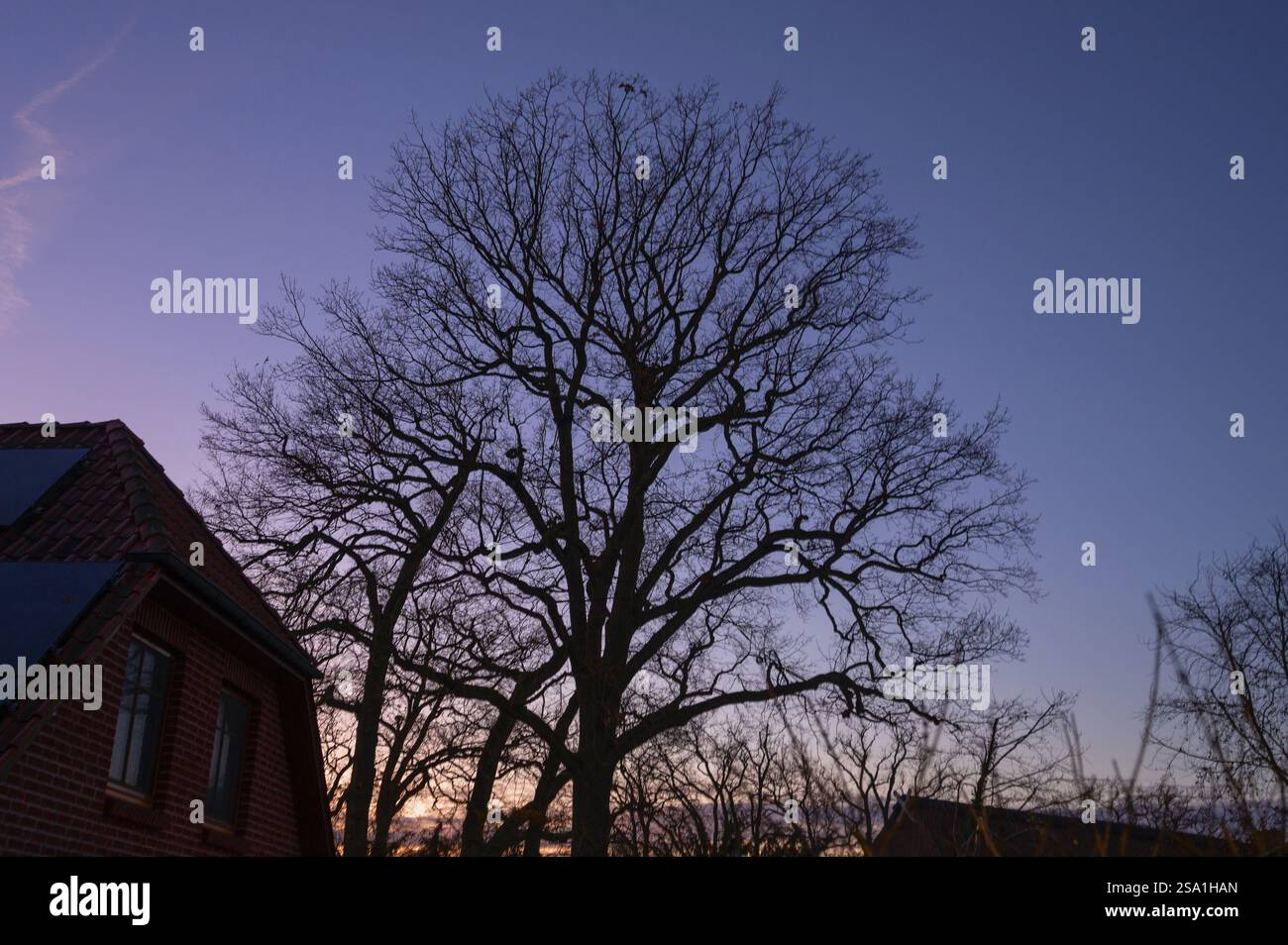 Silhouette of a leafless oak tree (Quercus) in the evening, Bavaria ...