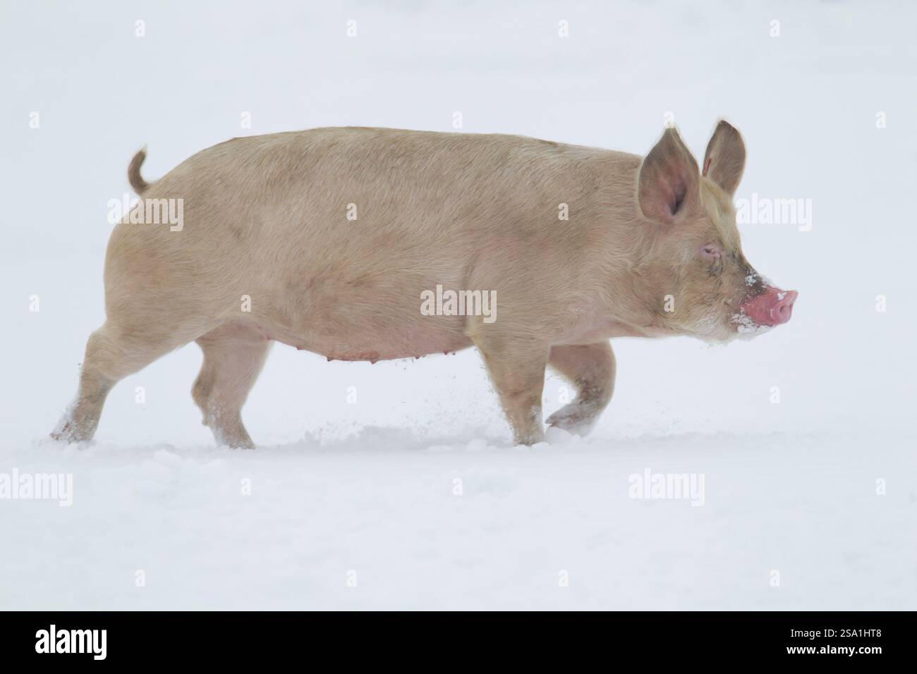 Domestic pig (Sus scrofa domesticus) adult farm animal walking on a ...