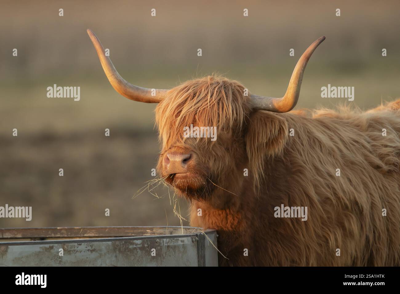 Highland cattle or cow (Bos taurus taurus) adult farm animal eating hay ...