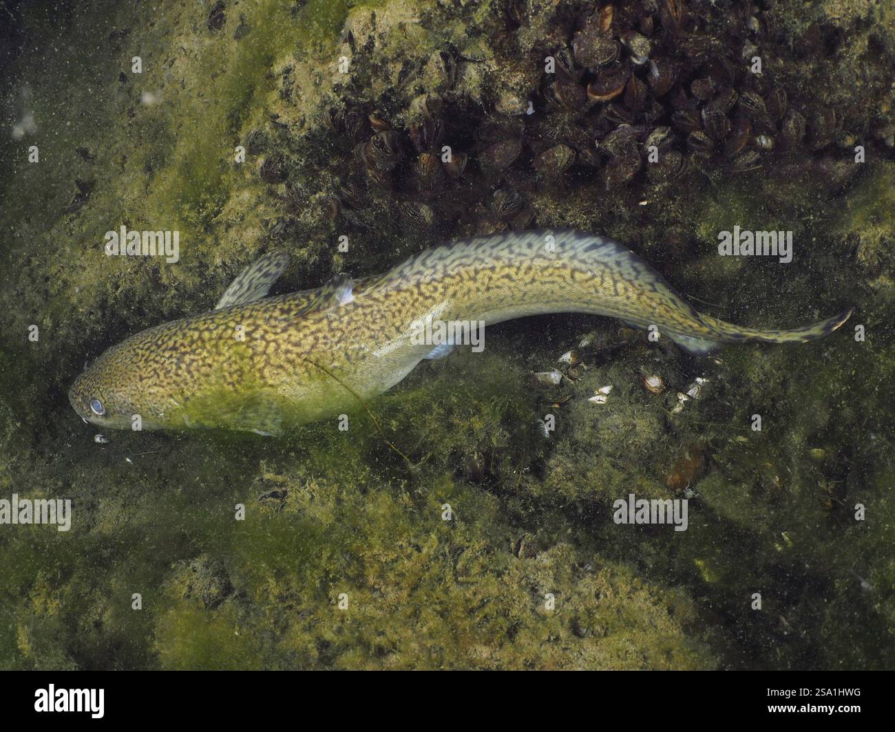 Burbot (Lota lota) lies flat on sandy, green ground, dive site ...