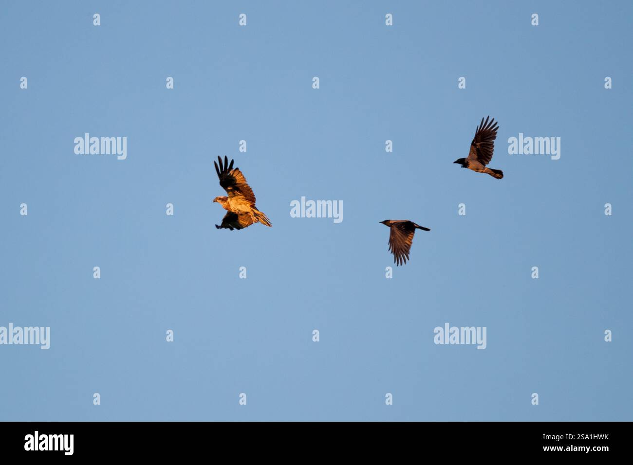 An osprey being teased by hooded crows, Mueritz region, Mecklenburg ...