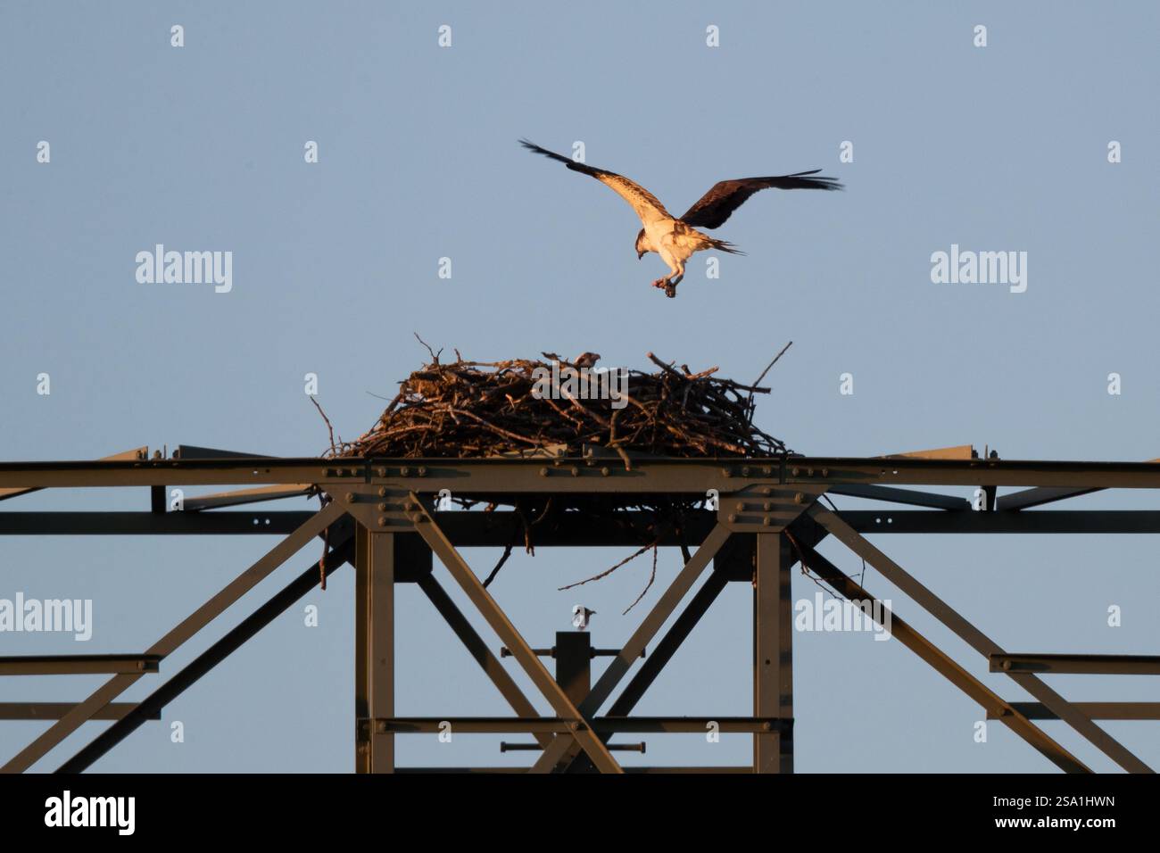 An osprey at its eyrie, Mueritz region, Mecklenburg-Western Pomerania ...
