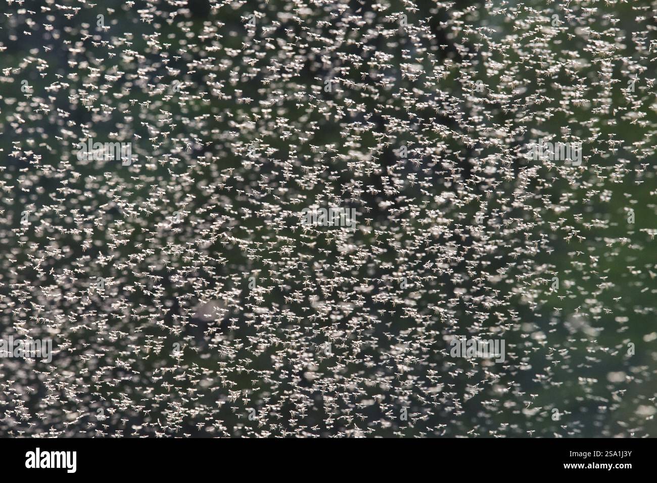 A swarm of mosquitoes with many small mosquitoes in the sun in the ...