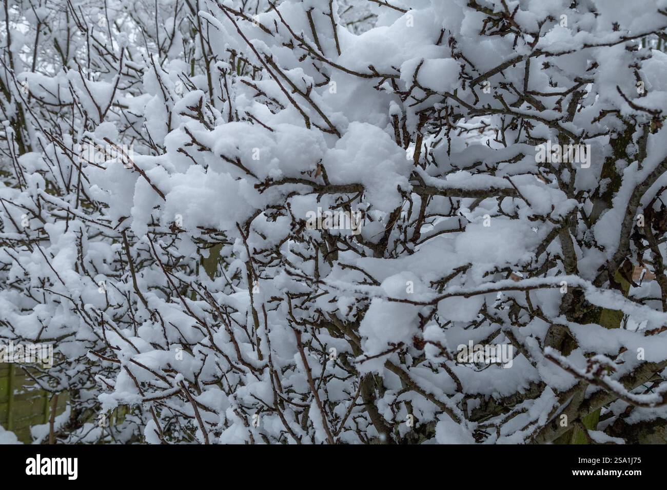 Covered fruit snow trees hi-res stock photography and images - Alamy
