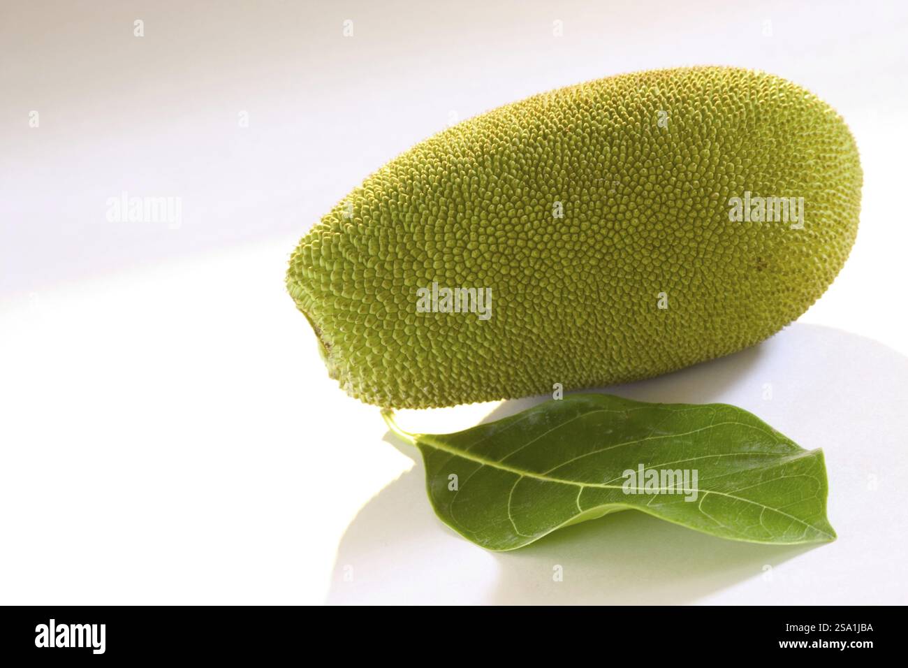Fruit, Jackfruit and leaf Kathal phanus, India, Asia Stock Photo - Alamy