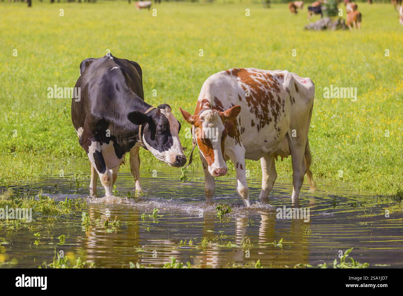 Holstein Friesian cattle stand in a puddle in a green meadow. A ...