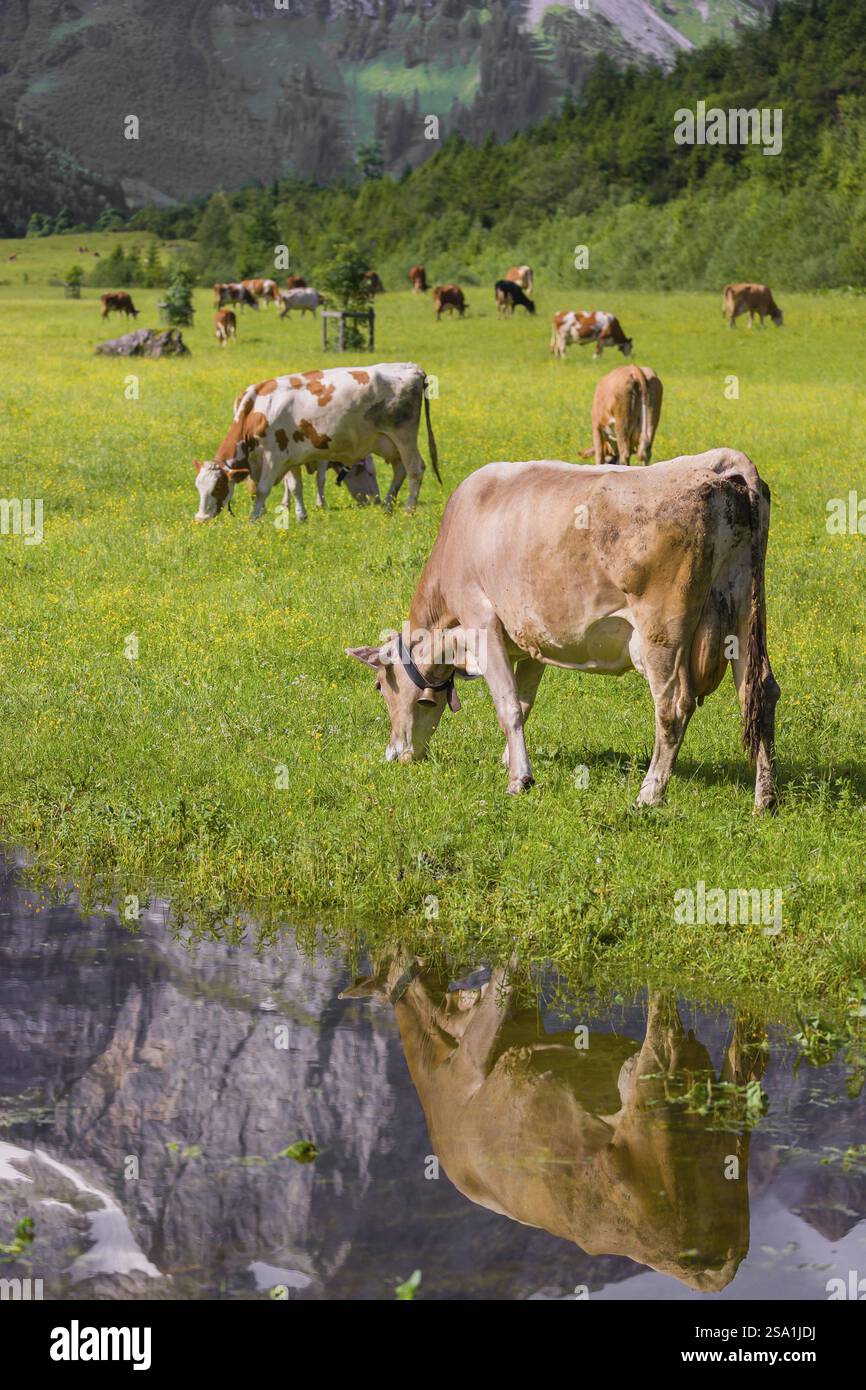 Tyrolean Brown Swiss cattle stand on a green meadow by a puddle and ...