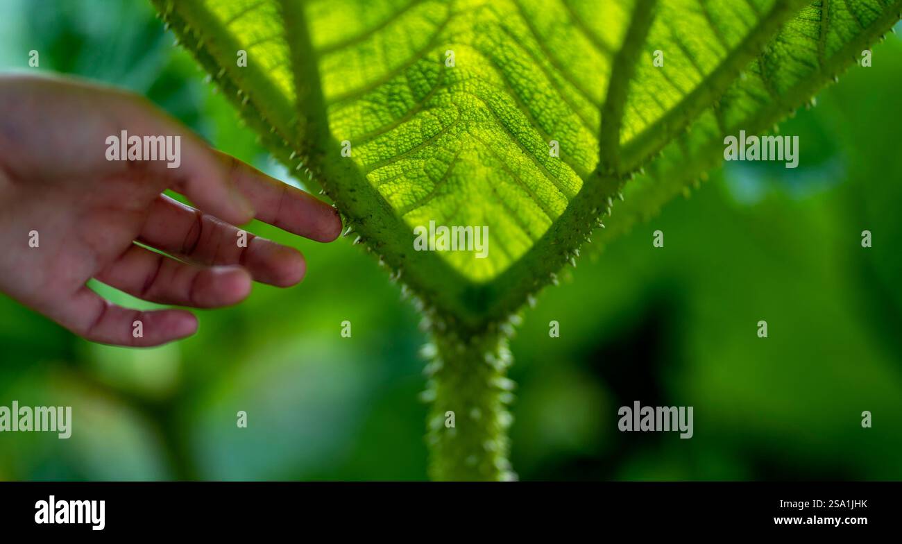 A close-up of a hand gently touching the underside of a large green ...