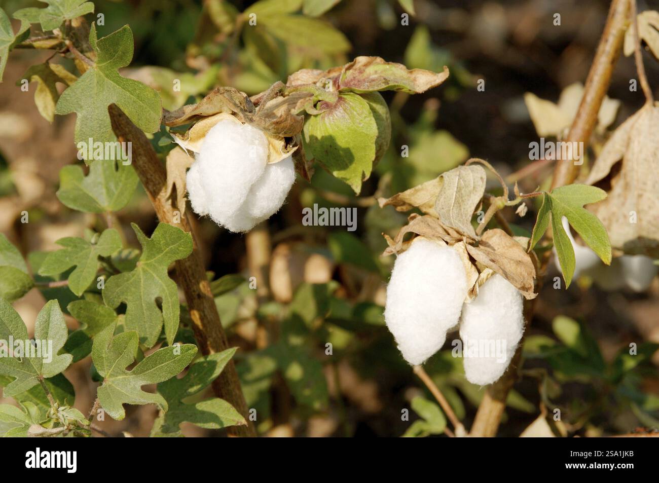 Agriculture, Cotton Bulbs on the plant in Farm, Akola, Maharashtra ...