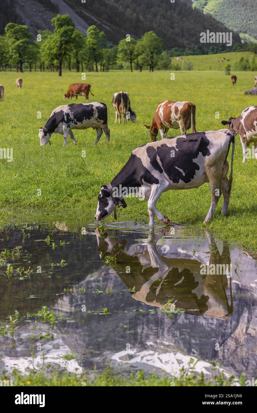 Holstein Friesian cattle stand on a green meadow at a puddle and drink ...