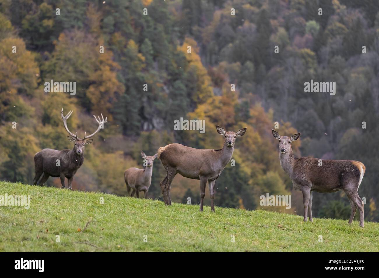 One red deer stag (Cervus elaphus) and some hind stand on a meadow on ...