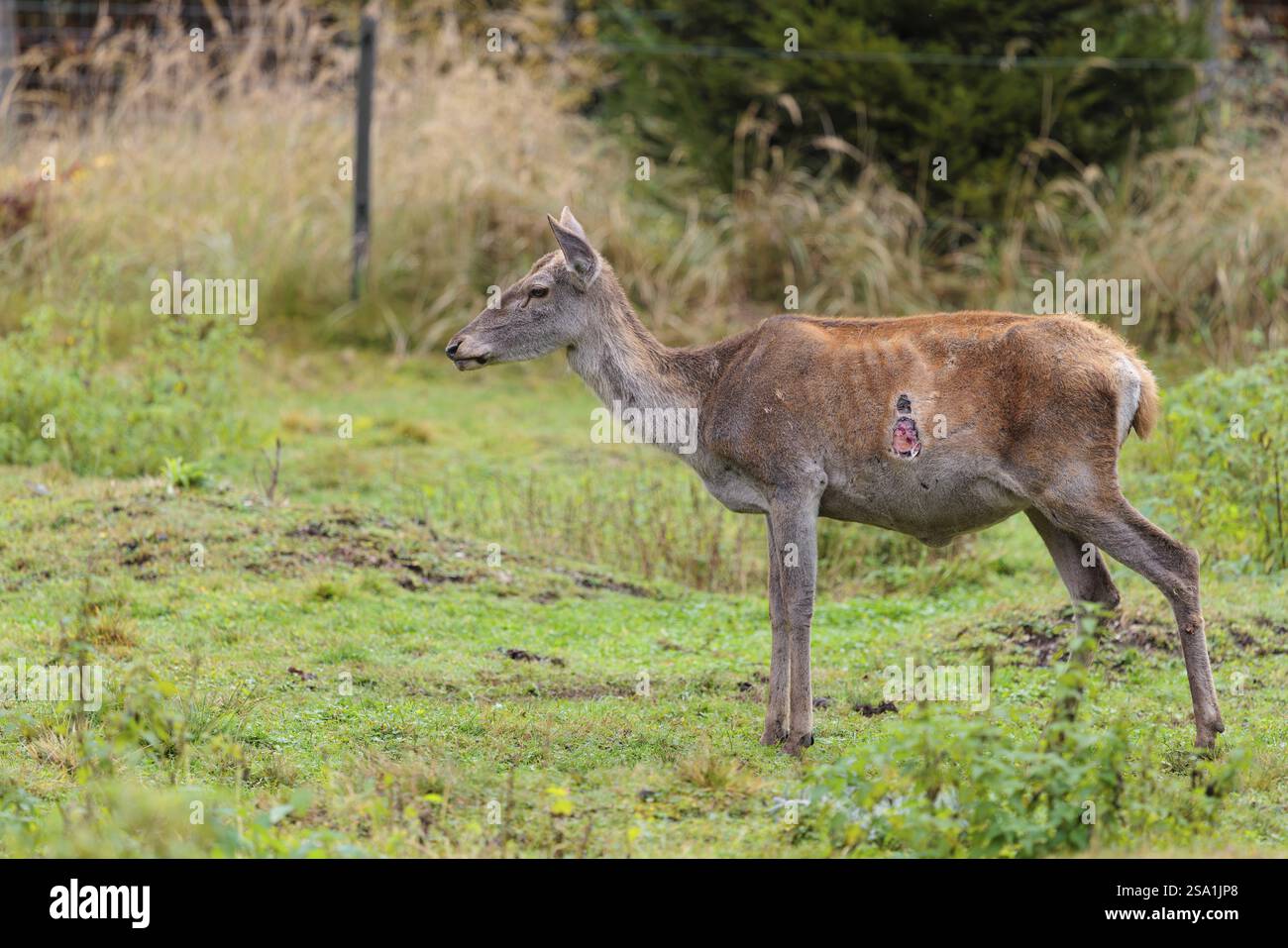 A severely injured red deer cow (Cervus elaphus) with large wounds on ...