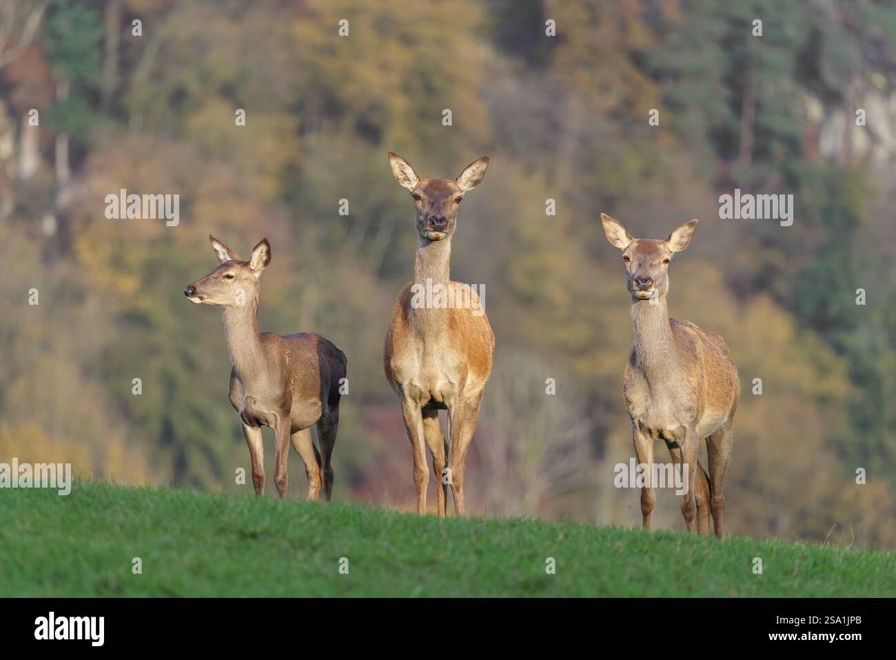 Two adult red deer hinds (Cervus elaphus) and a calf are standing in a ...