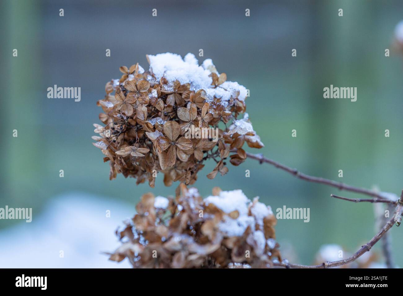 Hydrangea paniculata in snow hi-res stock photography and images - Alamy