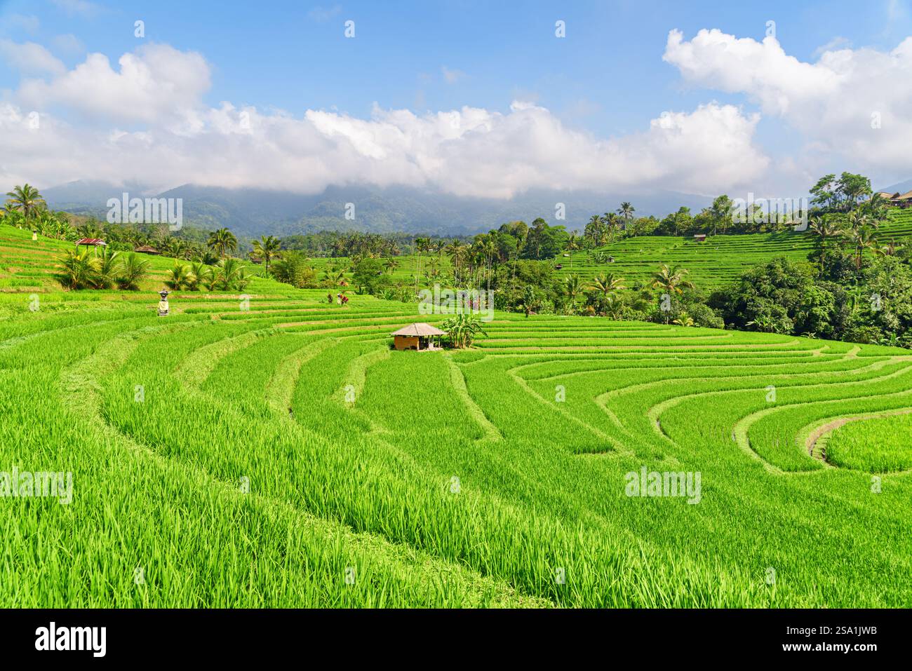 Awesome view of scenic rice terraces in Bali, Indonesia Stock Photo - Alamy