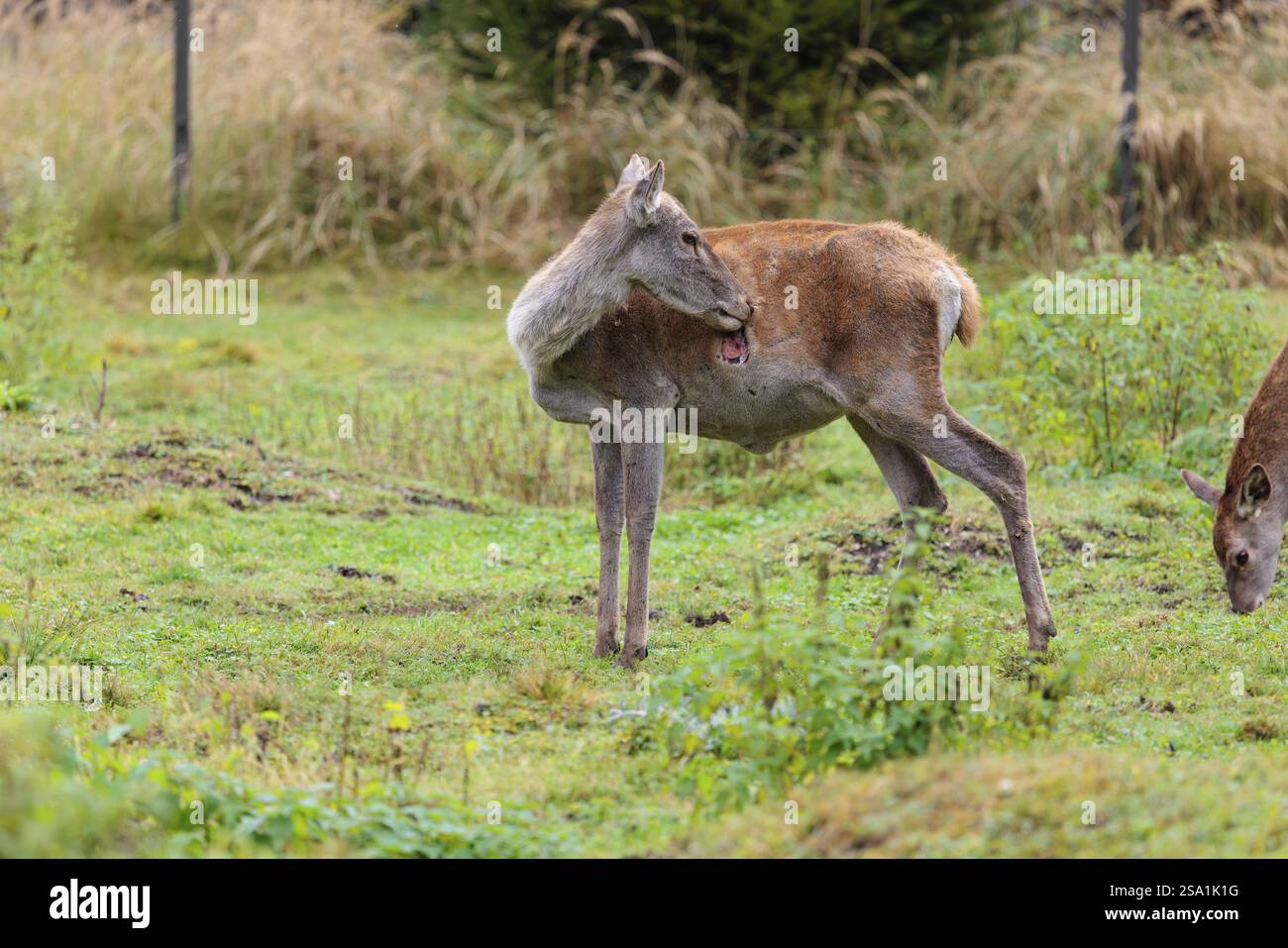 A severely injured red deer hind (Cervus elaphus) licks the large ...
