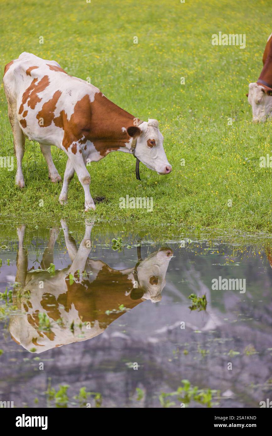 Holstein Friesian cattle stand on a green meadow at a puddle and drink ...