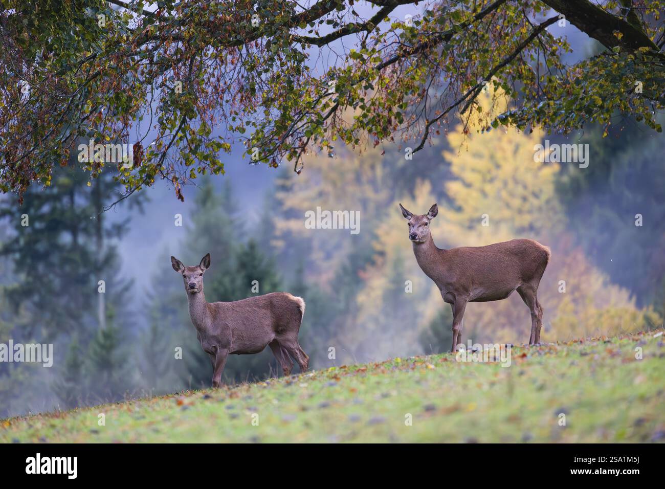 Two red deer hinds (Cervus elaphus) stand in a meadow, A forest with ...